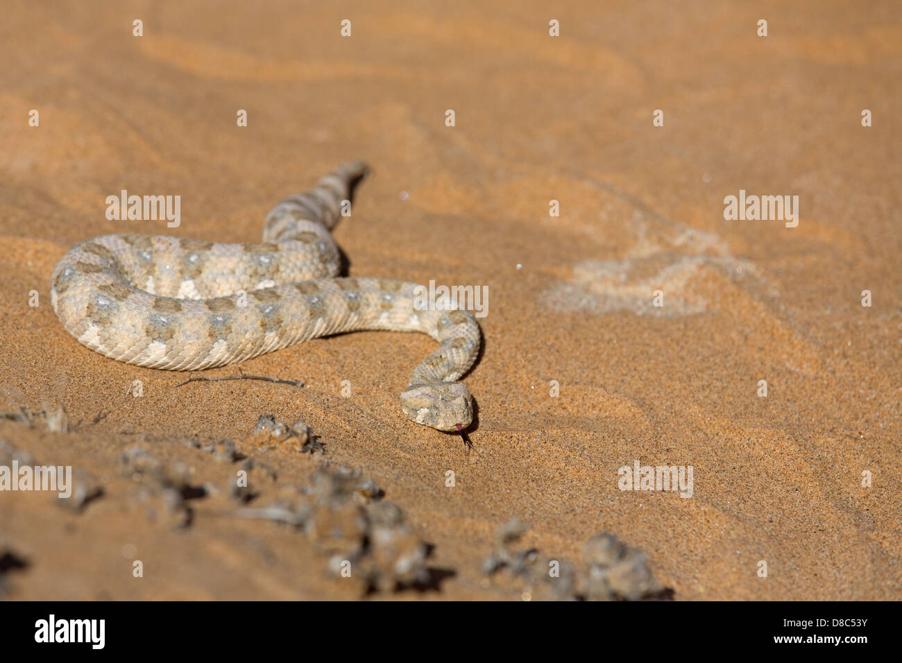 Snake, Little 5 Tour, Namibia Stock Photo - Alamy