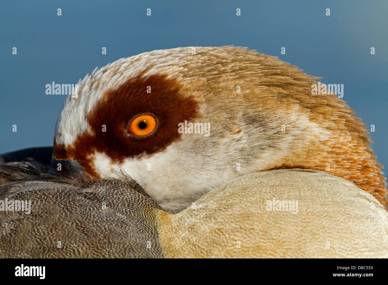 Egyptian Goose (Alopochen aegyptiacus Stock Photo - Alamy