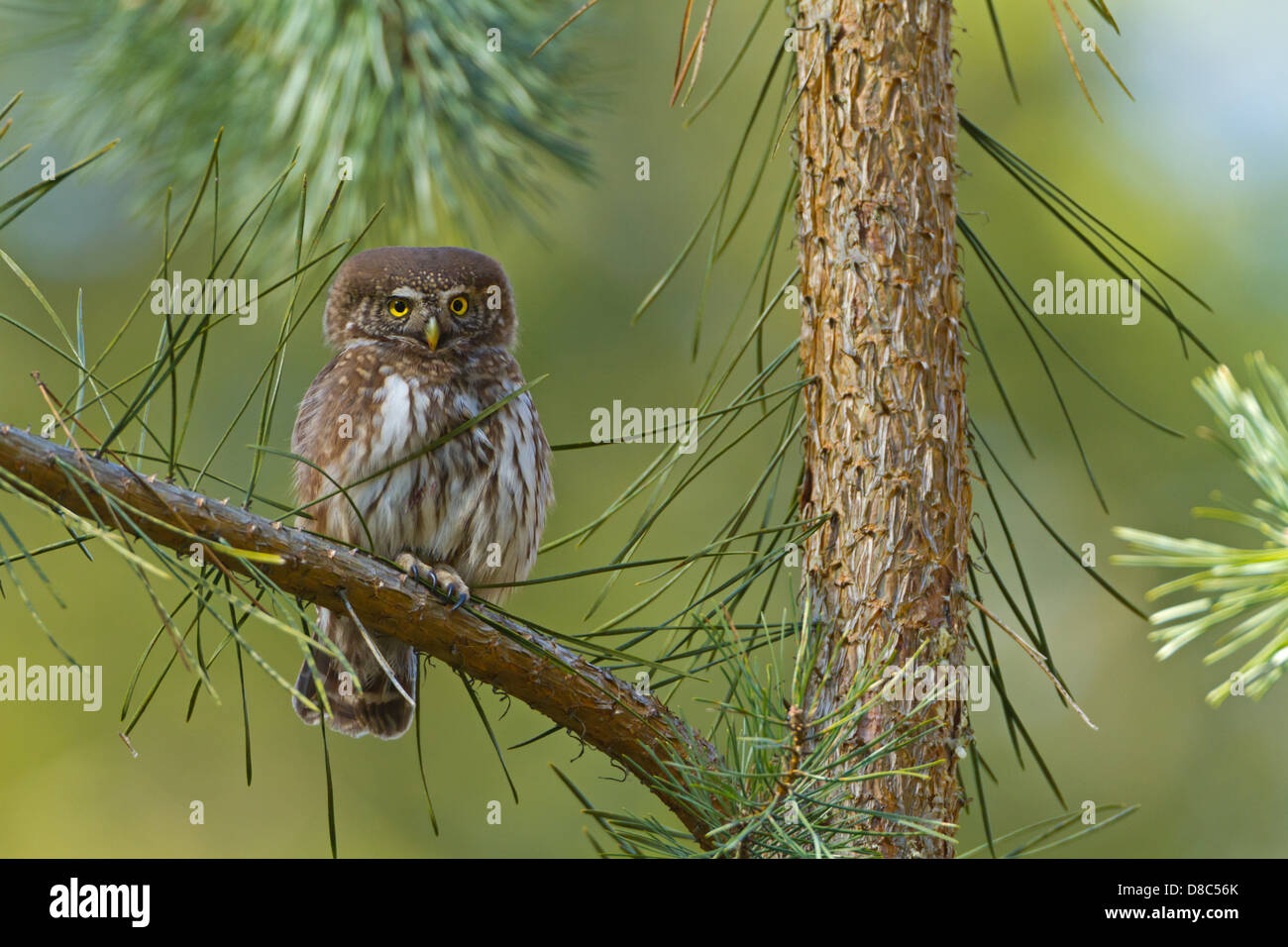 Eurasian Pygmy Owl (Glaucidium passerinum Stock Photo - Alamy