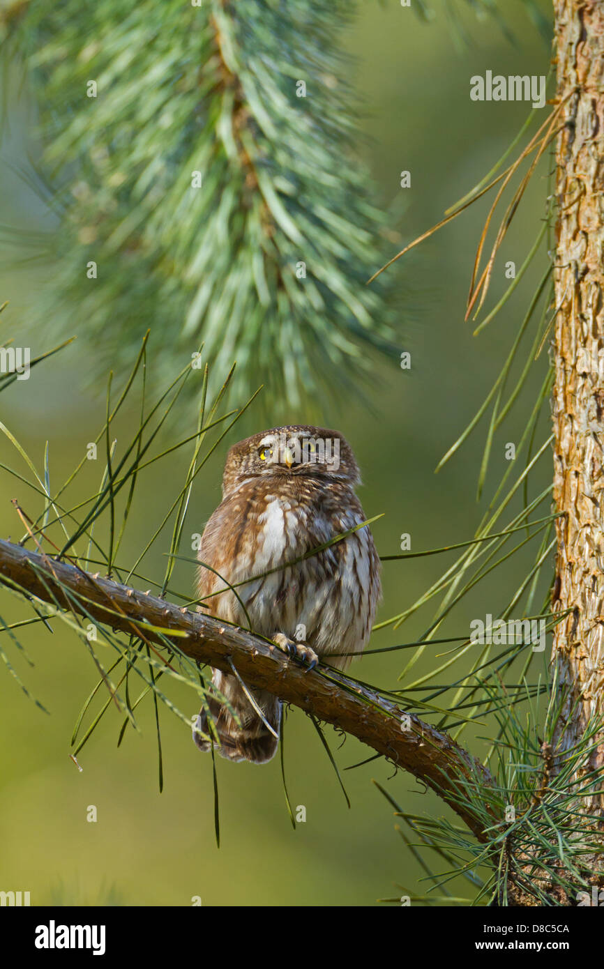 Eurasian Pygmy Owl (Glaucidium passerinum Stock Photo - Alamy