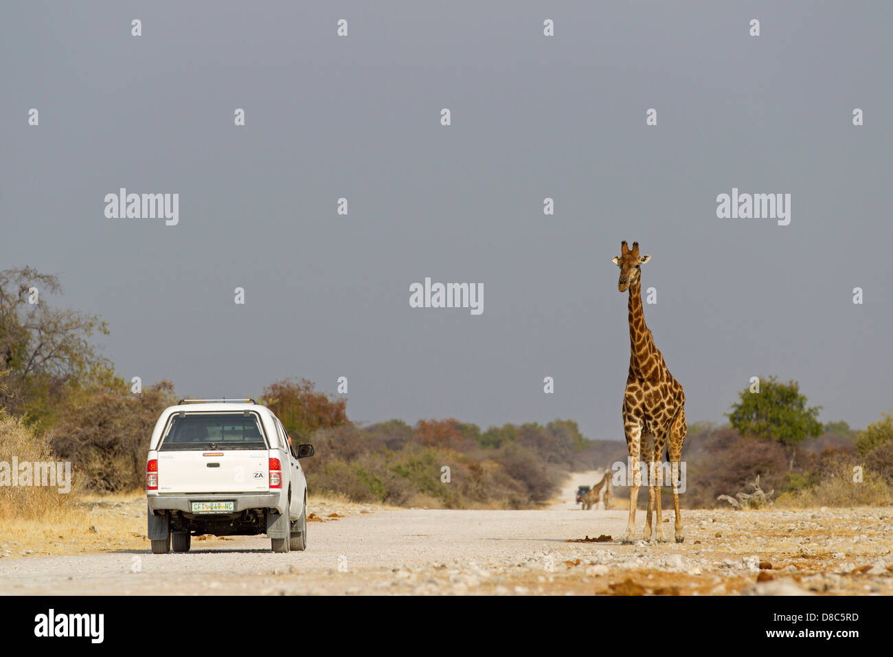 Giraffe transport hi-res stock photography and images - Alamy