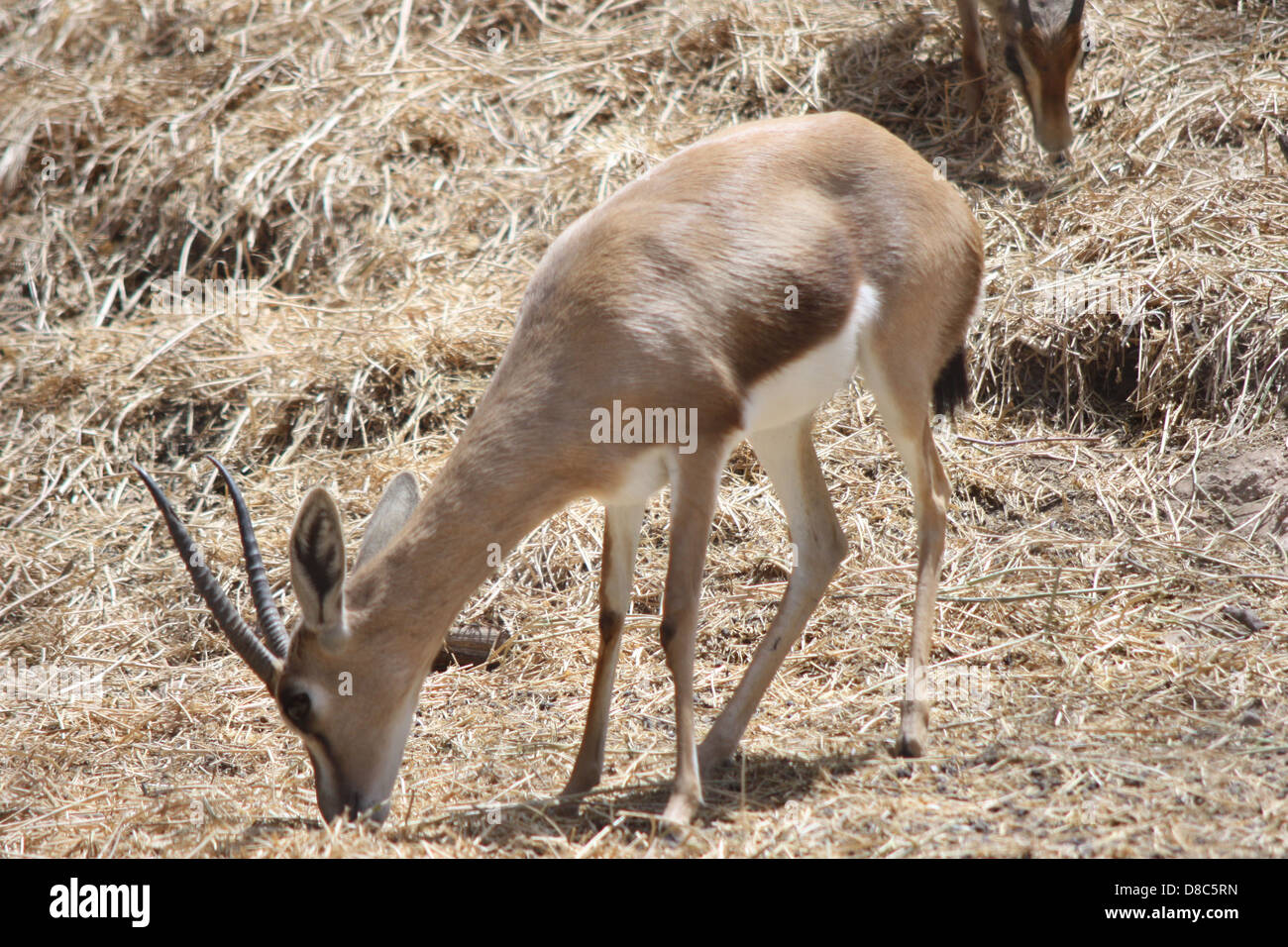 Antelope legs hi-res stock photography and images - Alamy