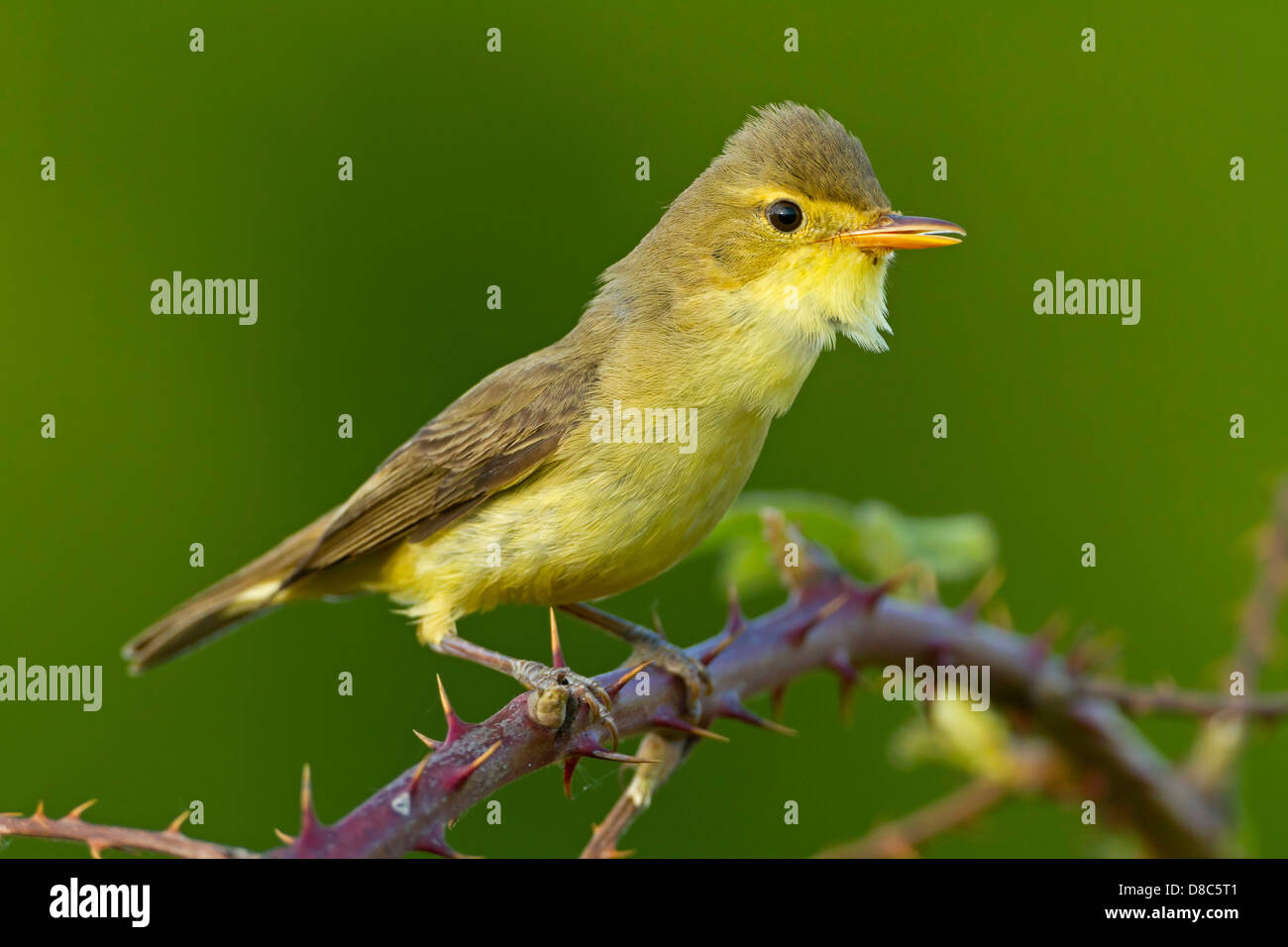 Polyglotta hi-res stock photography and images - Alamy