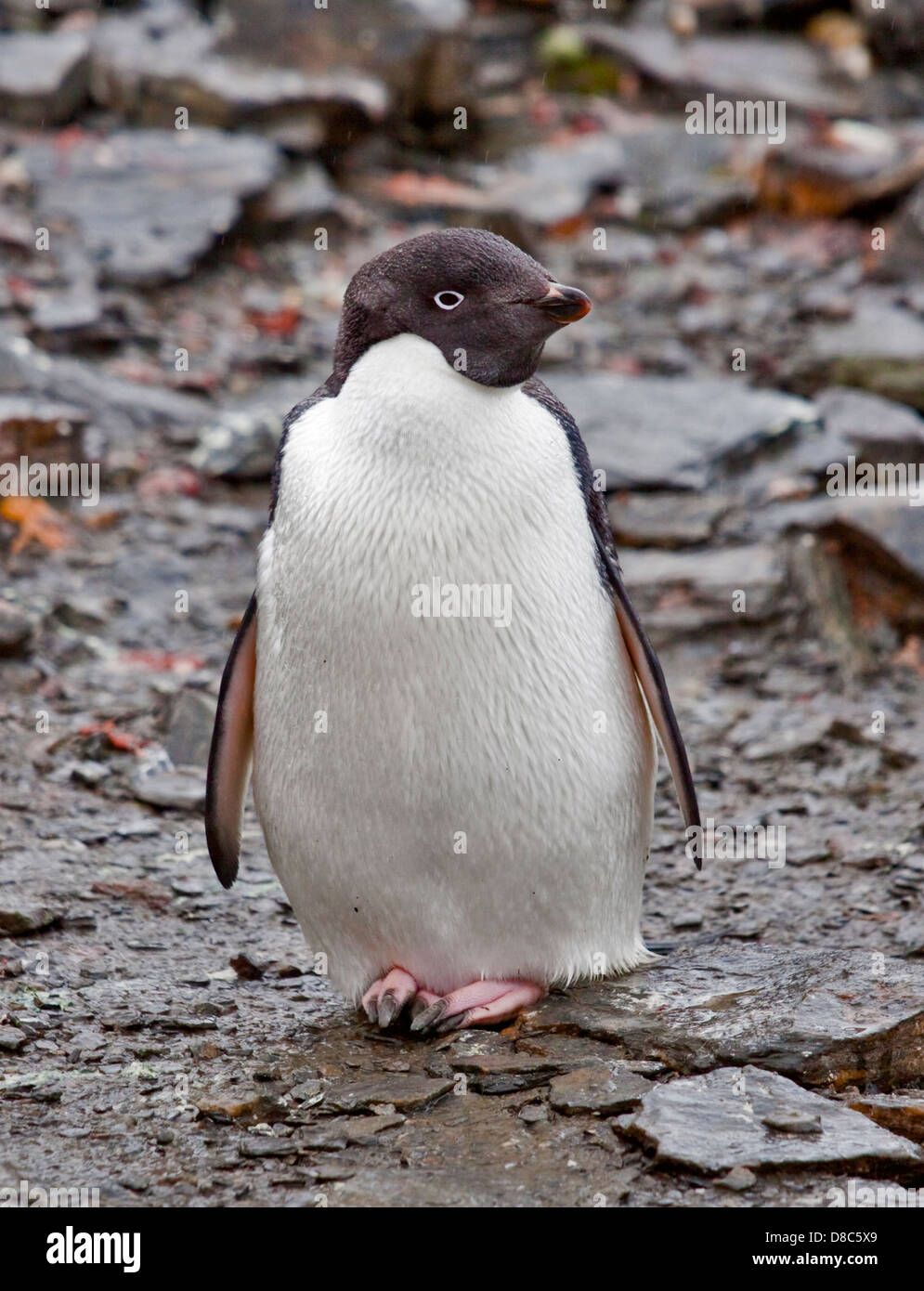 Adelie penguin hi-res stock photography and images - Alamy