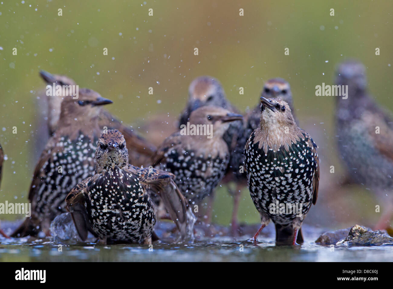 Group of starlings hi-res stock photography and images - Alamy