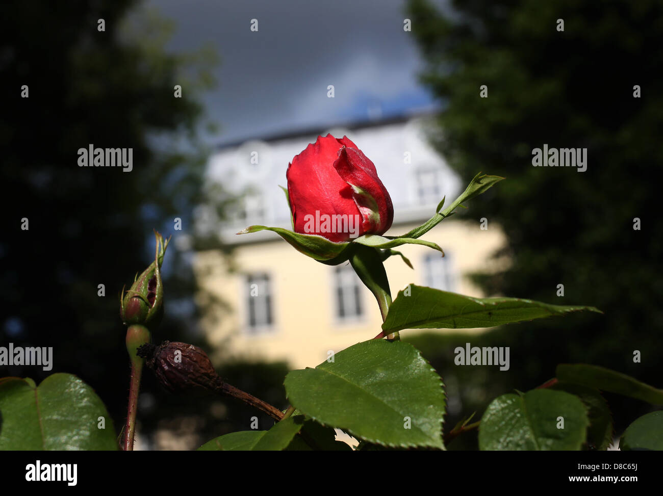 A red rose grows in a park in Duesseldorf, Germany, 24 May 2013. Photo ...