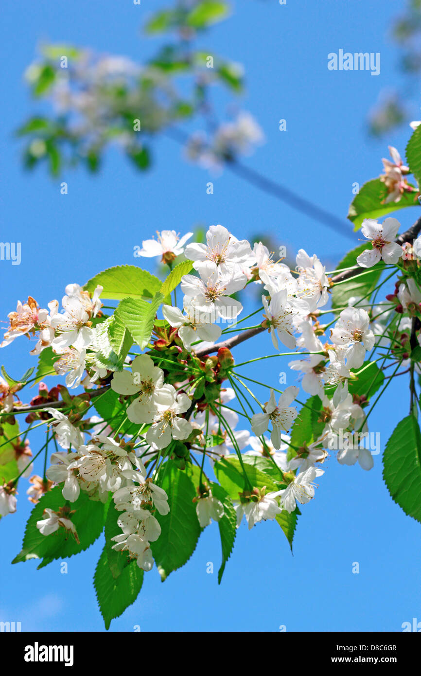 beautiful cherry tree flowers in early spring Stock Photo - Alamy