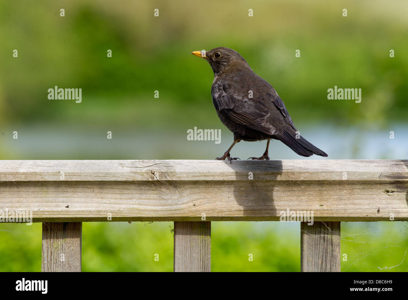 A female blackbird in an English garden Stock Photo - Alamy