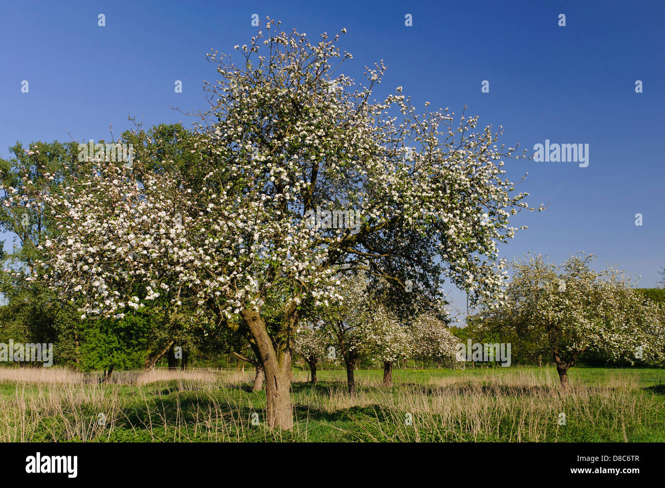 blooming apple trees, orchard, cloppenburg, niedersachsen, germany ...
