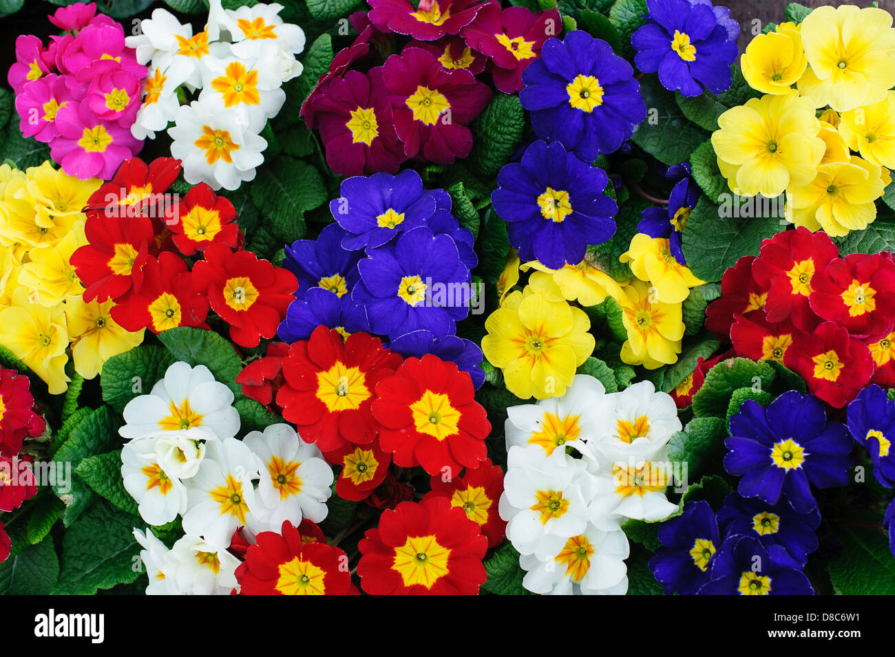A bed of colourful primroses. Primula vulgaris (primrose, syn. P ...