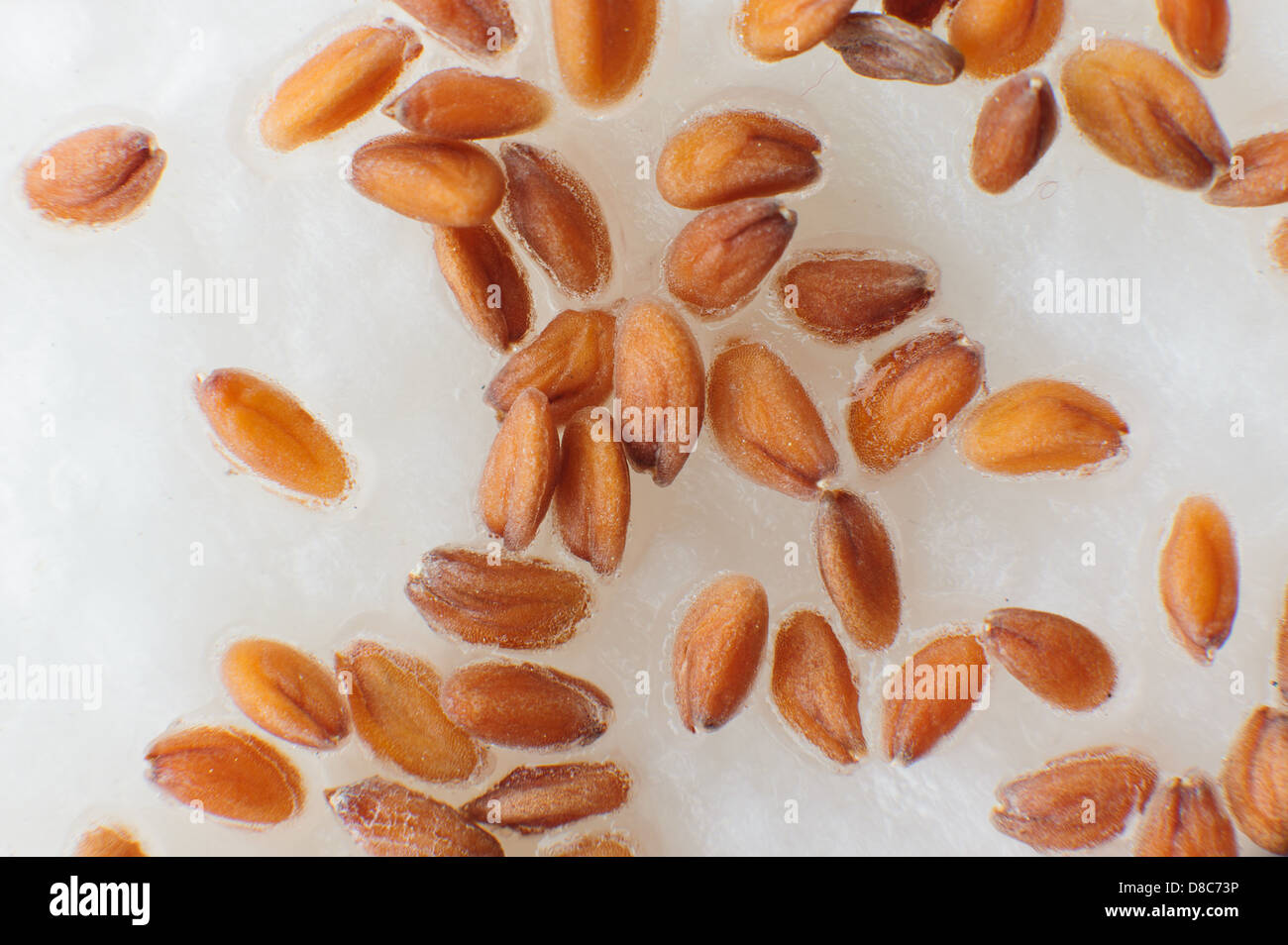 Mustard Cress at start of germination on tissue paper Stock Photo - Alamy