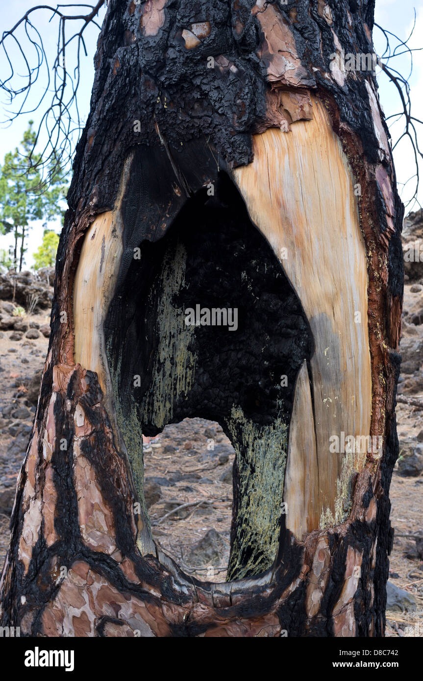 Burnt hole in paper or pergament hi-res stock photography and images ...