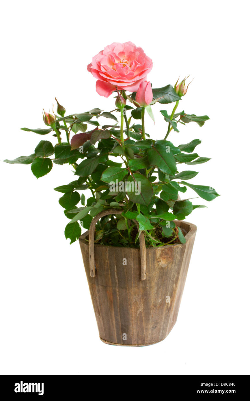 rose in pot Stock Photo - Alamy