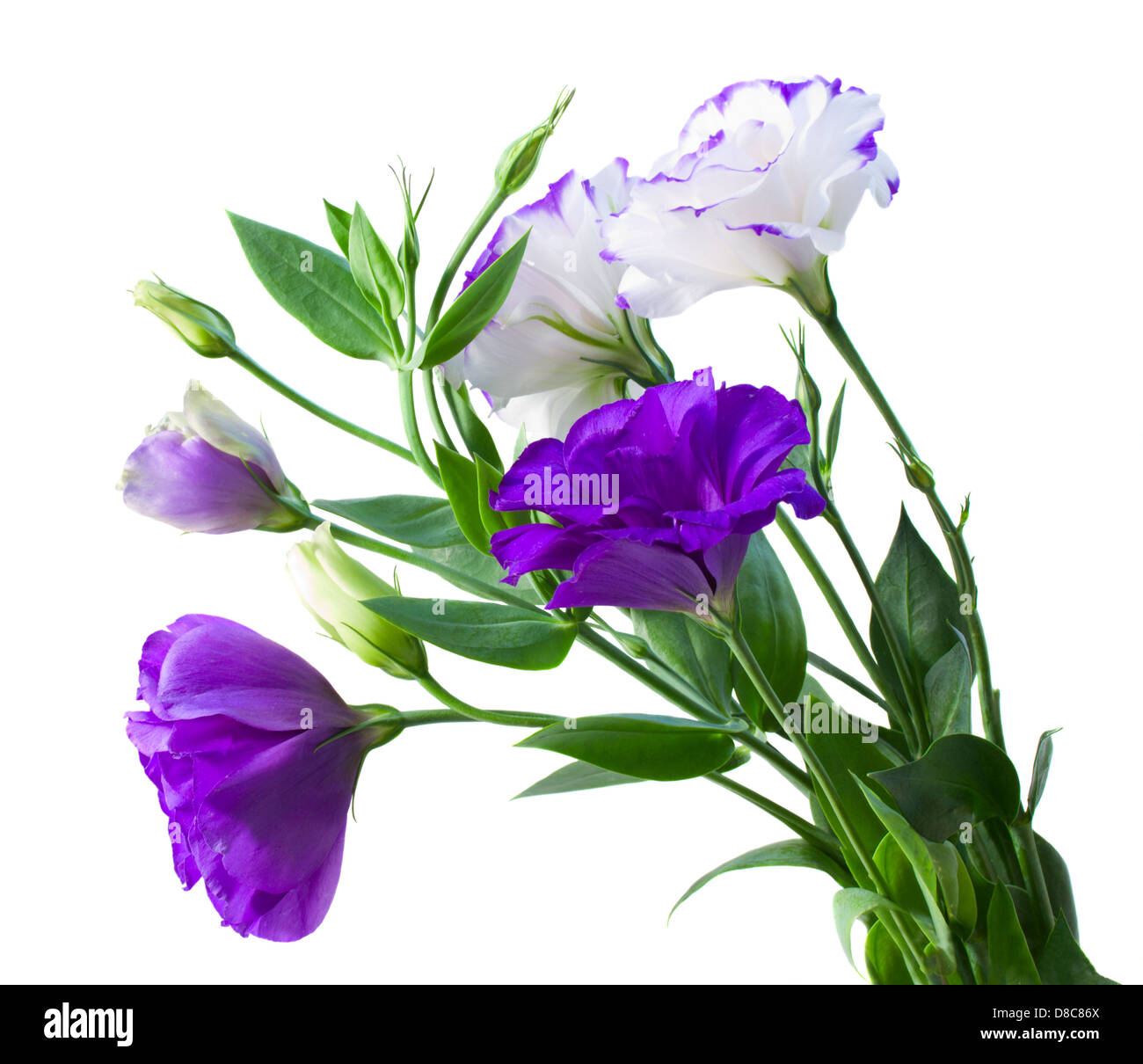 bouquet of eustoma flowers Stock Photo - Alamy
