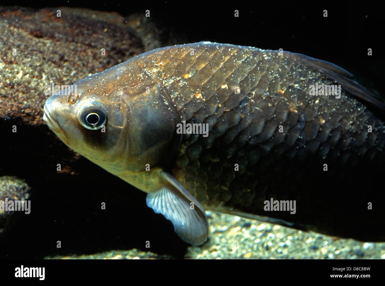 Crucian Carp, Carassius carassius, Cyprinidae, Italy Stock Photo - Alamy
