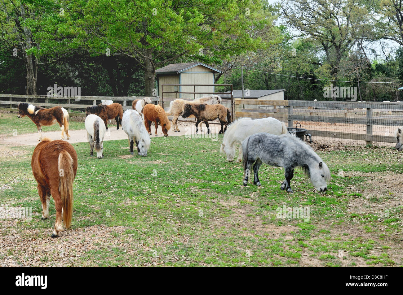 Miniature horses on a ranch in Dallas, Texas, USA Stock Photo - Alamy