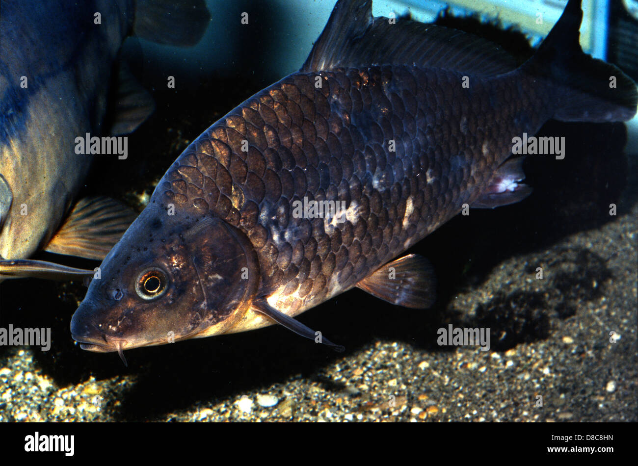 Common Carp, Ccyprinus carpio, Cyprinidae, Italy Stock Photo - Alamy