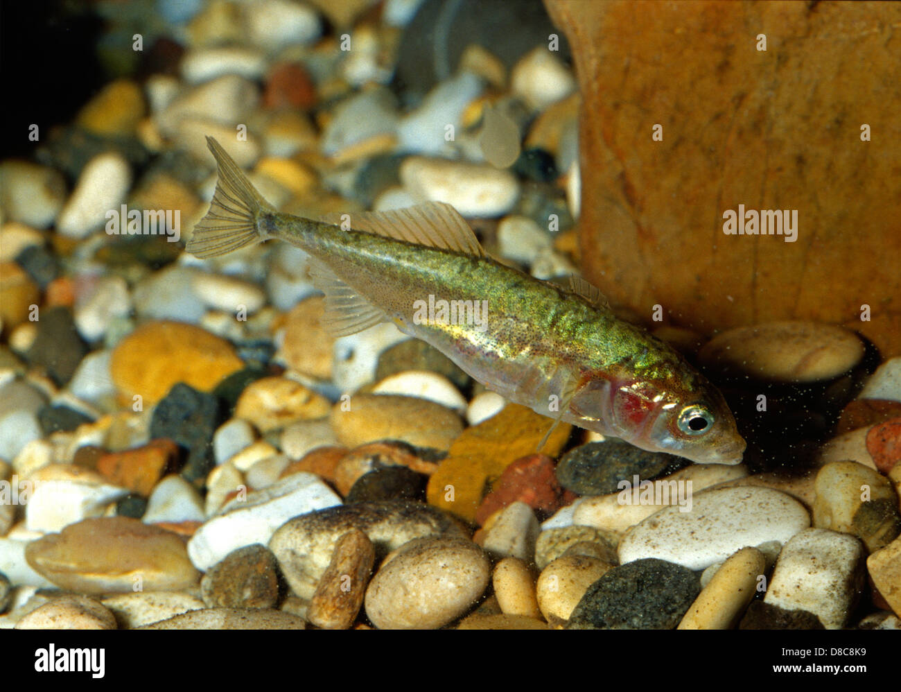 Three-Spined Stickleback, Gasterosteus aculeatus, Gasterosteidae, Italy ...