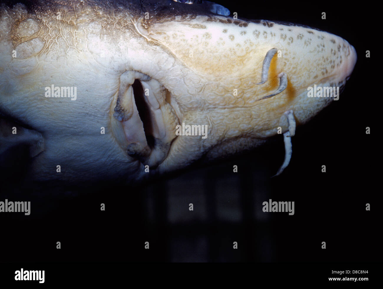 Acipenser sturio hi-res stock photography and images - Alamy