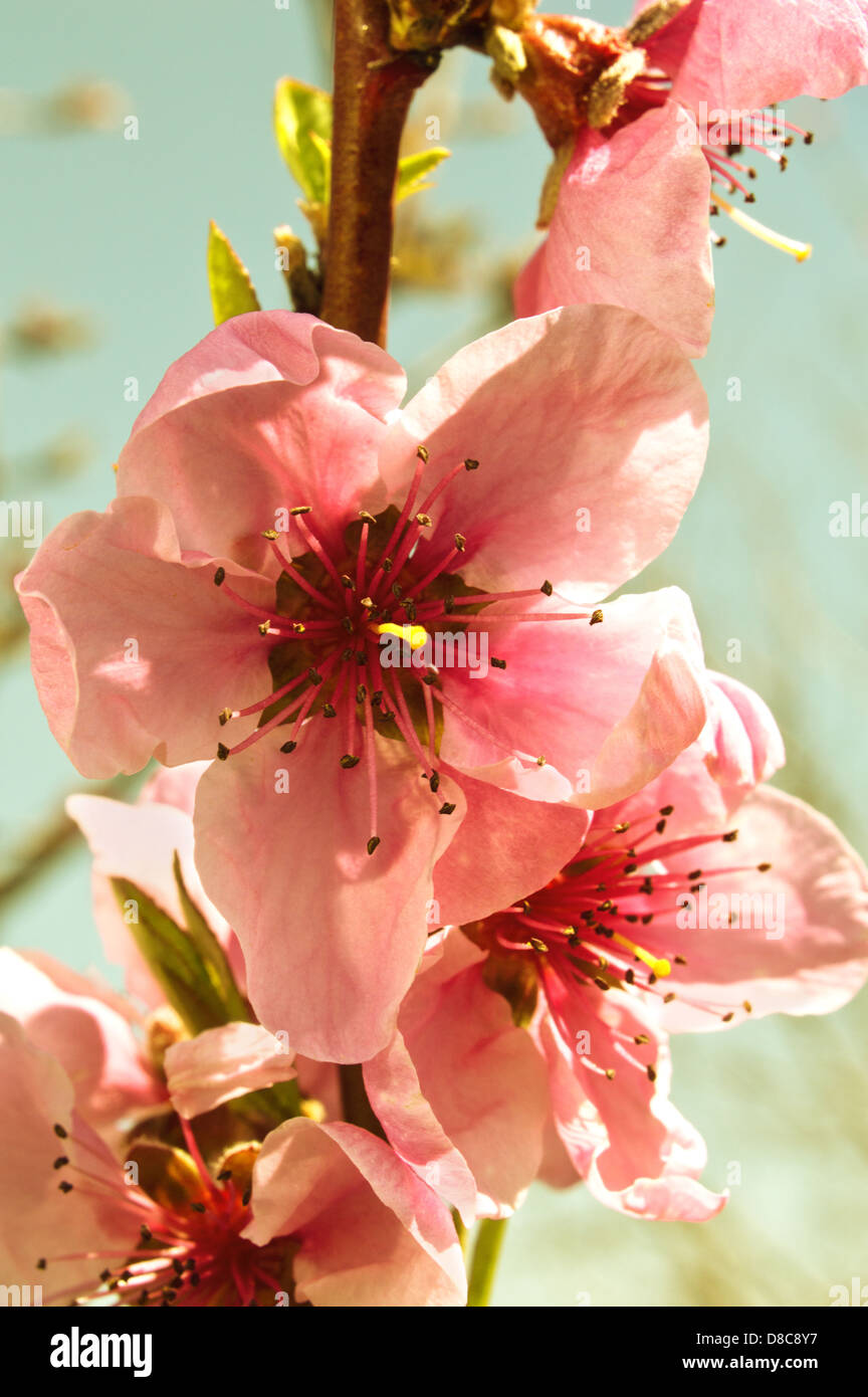 Peach trees in bloom in early spring morning Stock Photo - Alamy