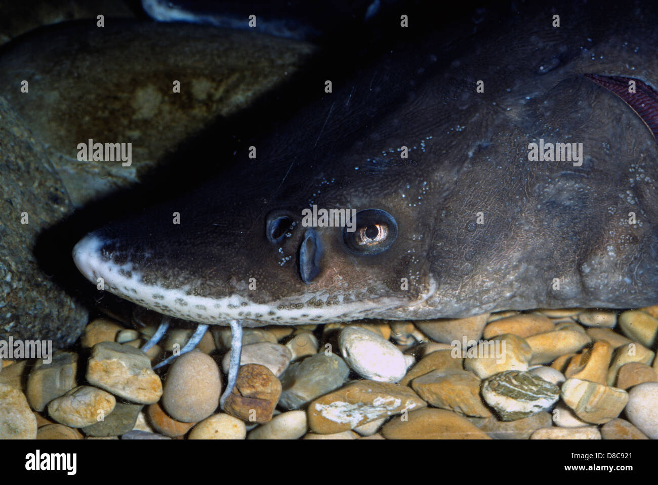 Sturgeon, Acipenser sturio, Acipenseridae, Italy Stock Photo - Alamy