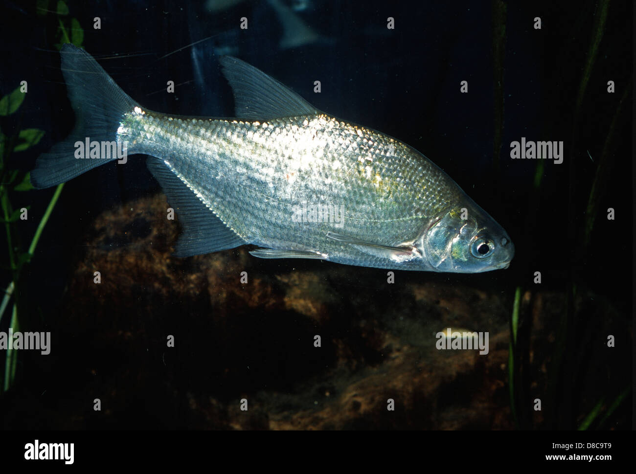 Freshwater bream, Abramis brama, Cyprinidae, Italy Stock Photo - Alamy