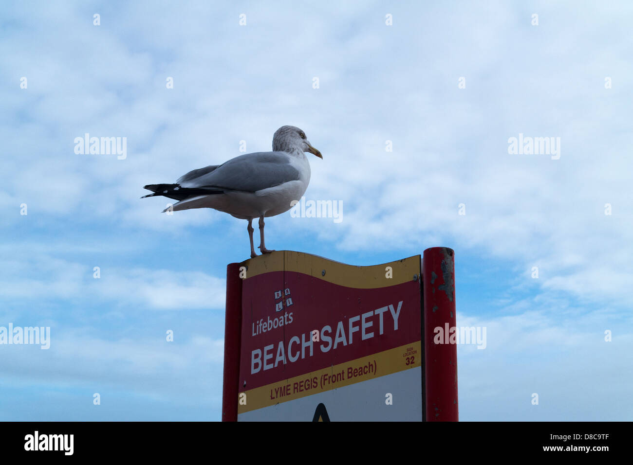 Seagull on Beach Sign Stock Photo - Alamy