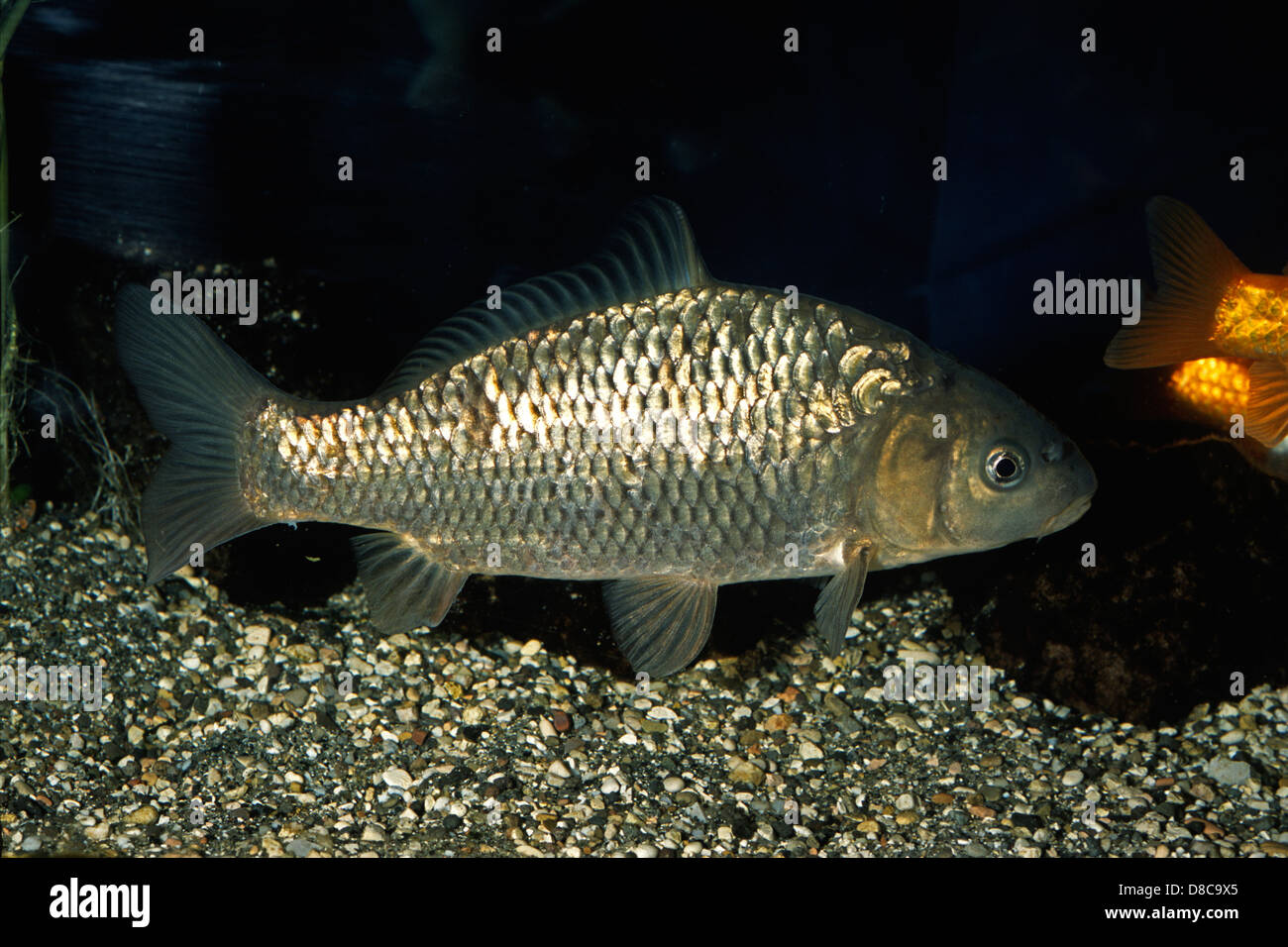 Crucian Carp, Carassius carassius, Cyprinidae, Italy Stock Photo - Alamy