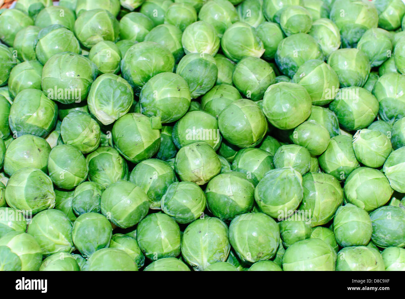 Delicious healthy fresh green Brussel Sprouts ready to cook for sale on ...