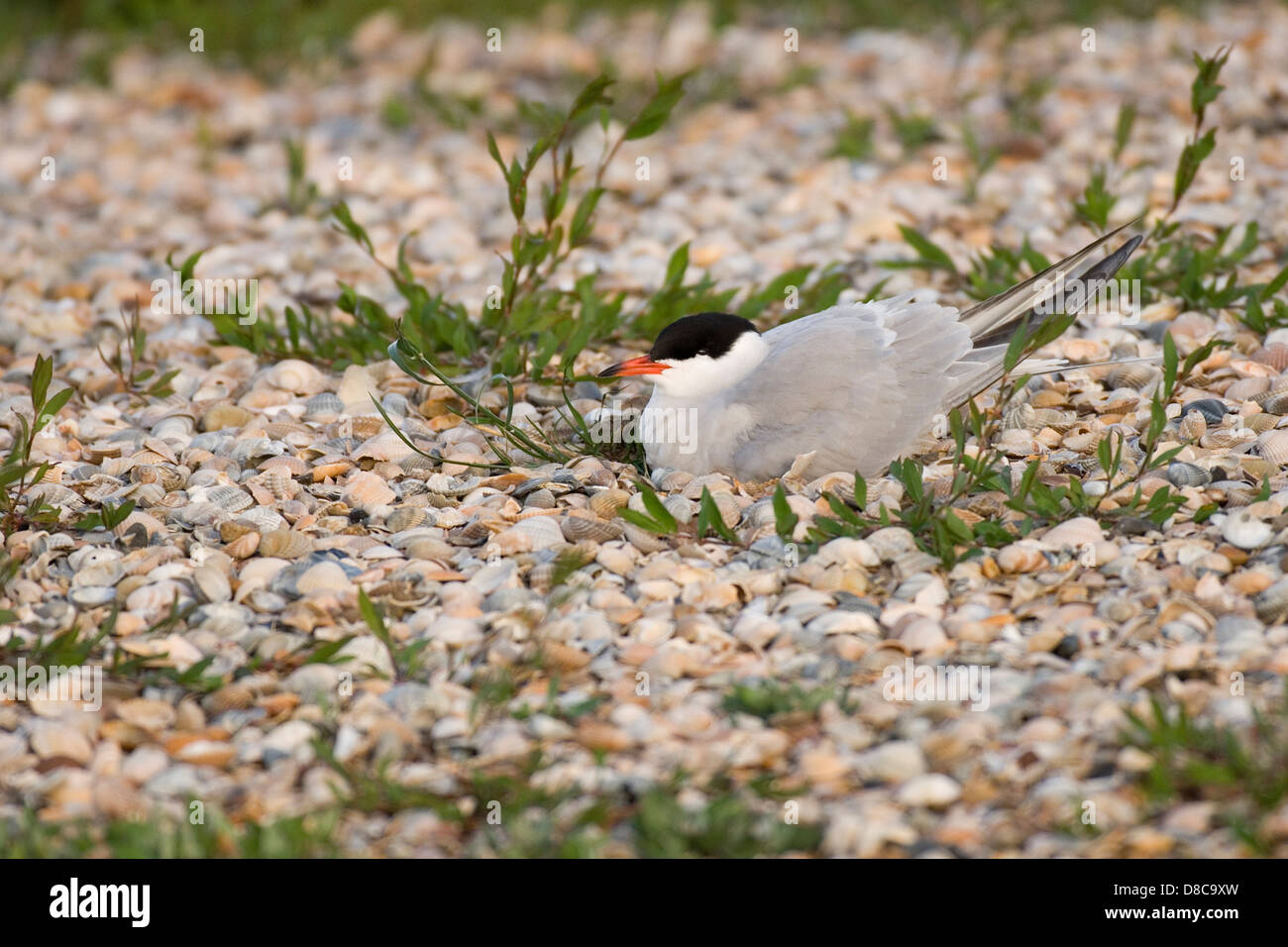 Common terns breed hi-res stock photography and images - Alamy