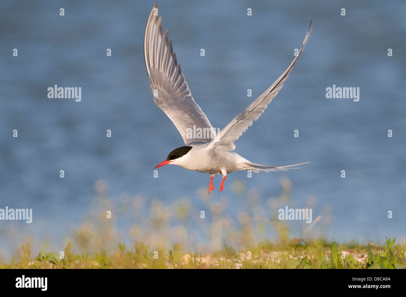 Sterna bird hi-res stock photography and images - Alamy