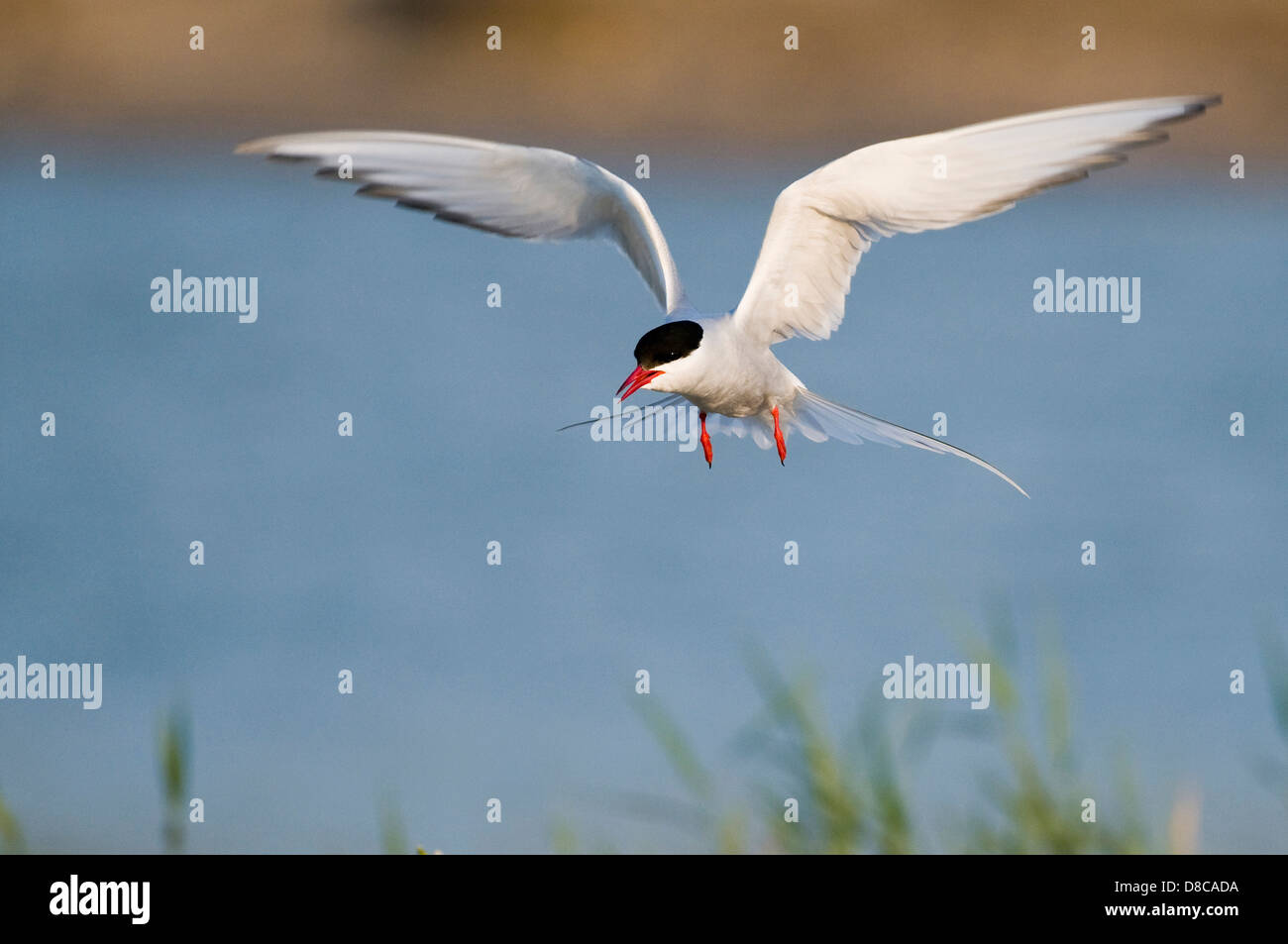 Sterna hirundo hi-res stock photography and images - Alamy