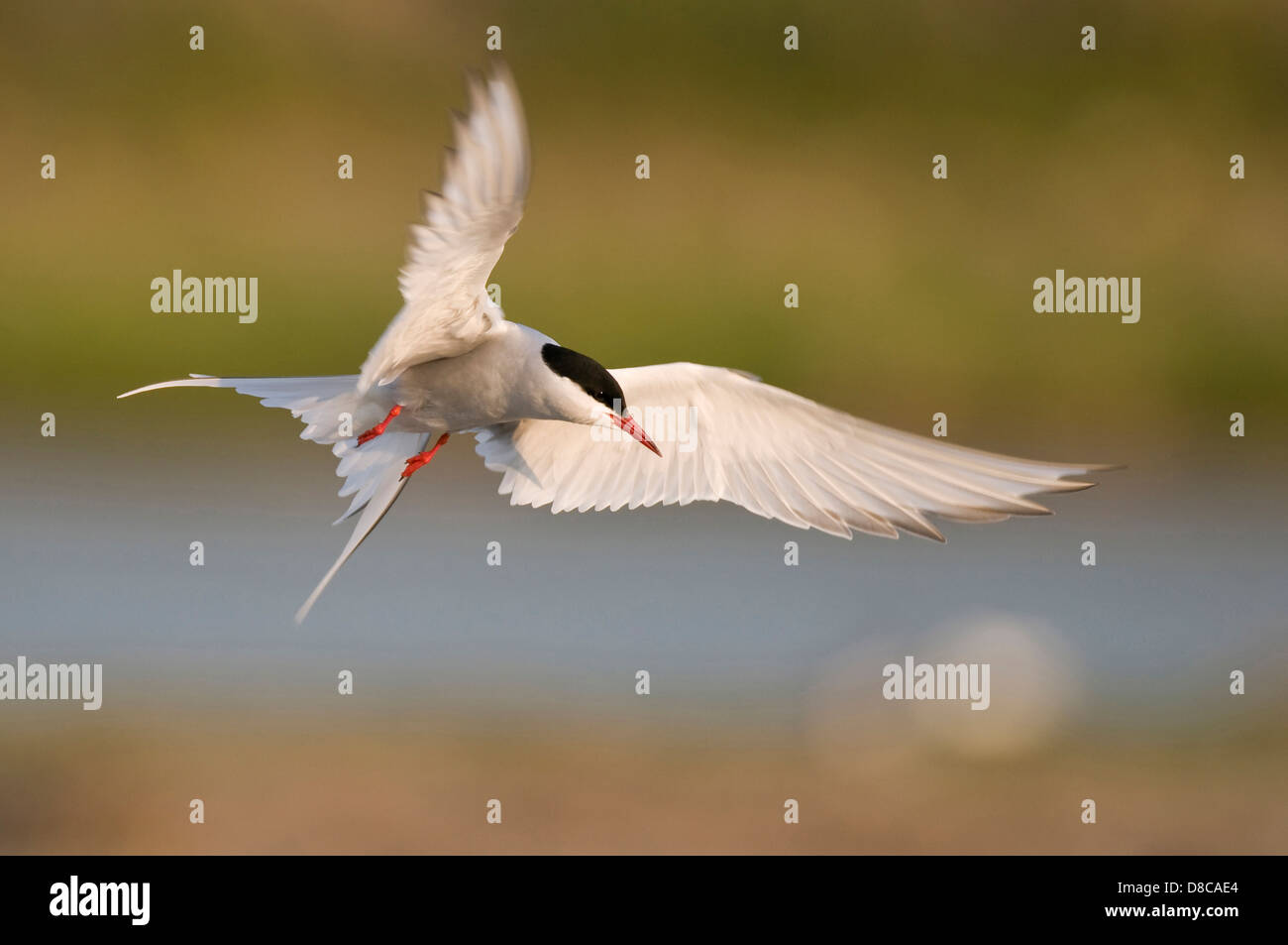 Sterna bird hi-res stock photography and images - Alamy