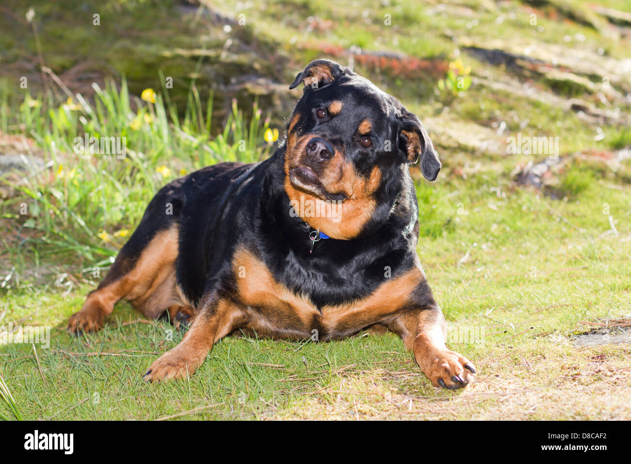 Female rottweiler hi-res stock photography and images - Alamy
