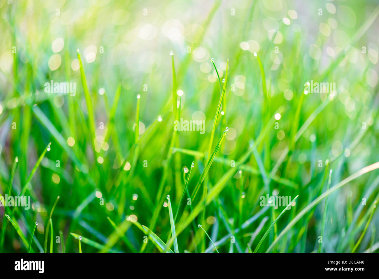 Closeup dew drops on hi-res stock photography and images - Alamy