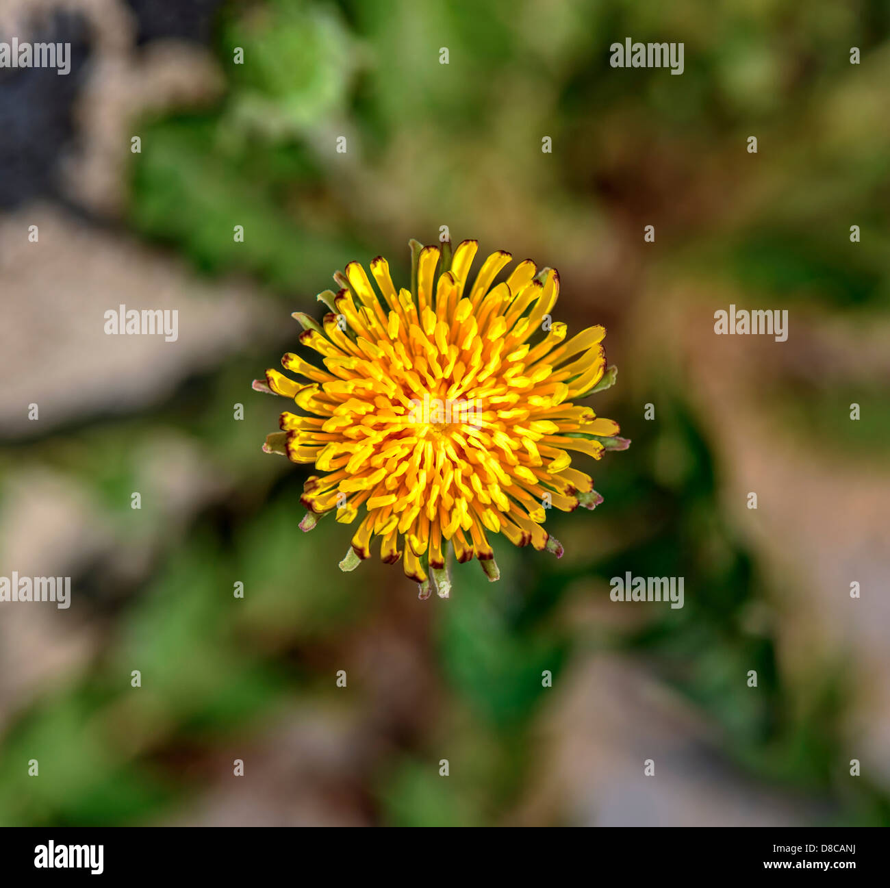 Top view of one yellow dandelion flower Stock Photo - Alamy
