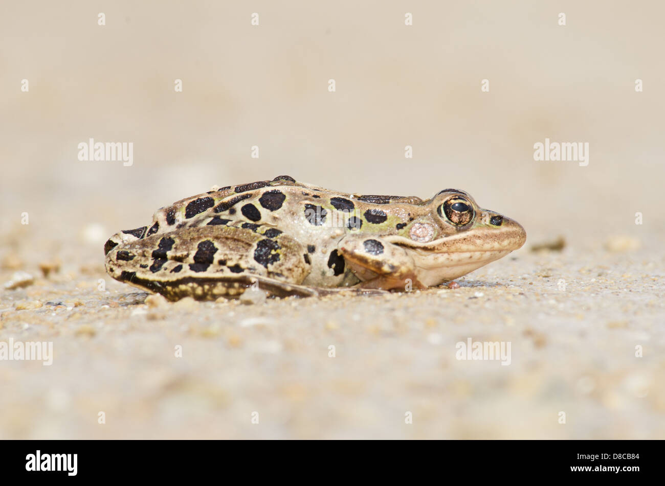 Frog in sun hi-res stock photography and images - Alamy