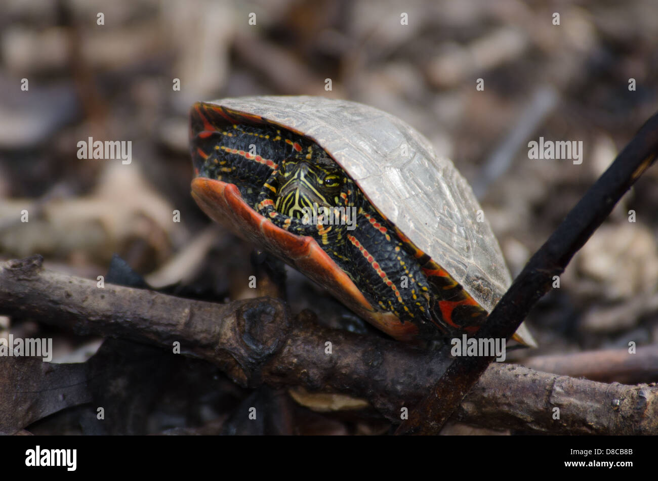 Slider turtle hi-res stock photography and images - Alamy