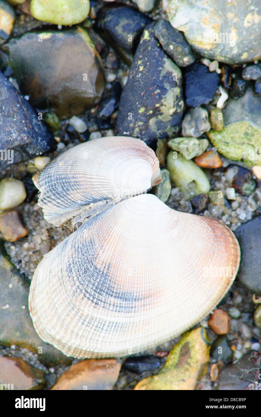 Sea shells on the sea shore Stock Photo - Alamy