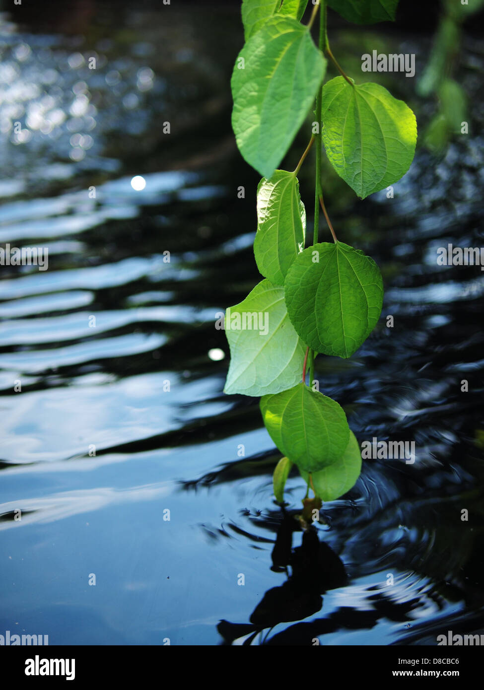 Leaves in Water Stock Photo - Alamy
