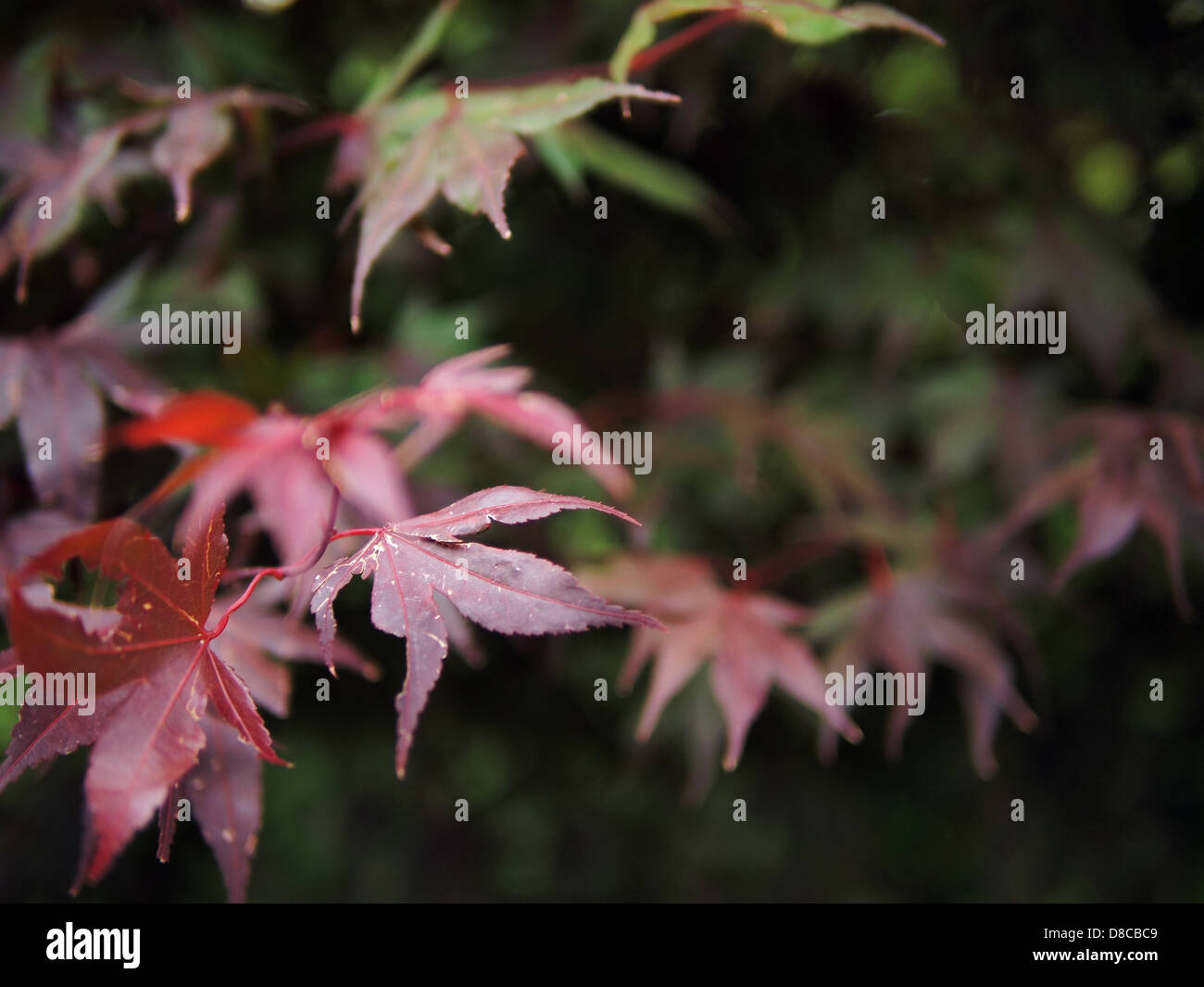 Japanese calendars hi-res stock photography and images - Alamy
