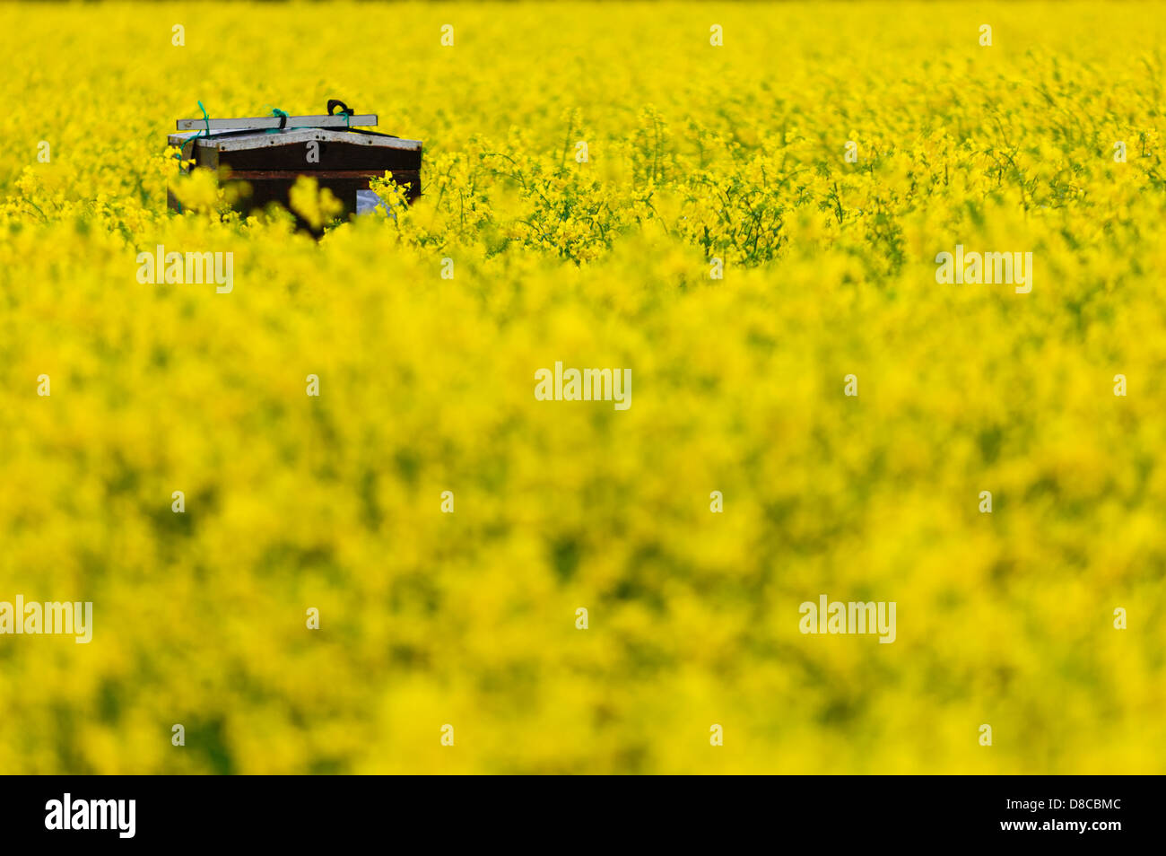 Rapeseed growing hi-res stock photography and images - Alamy