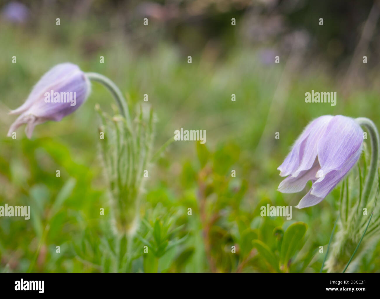 Purple flowers in the forest Stock Photo - Alamy