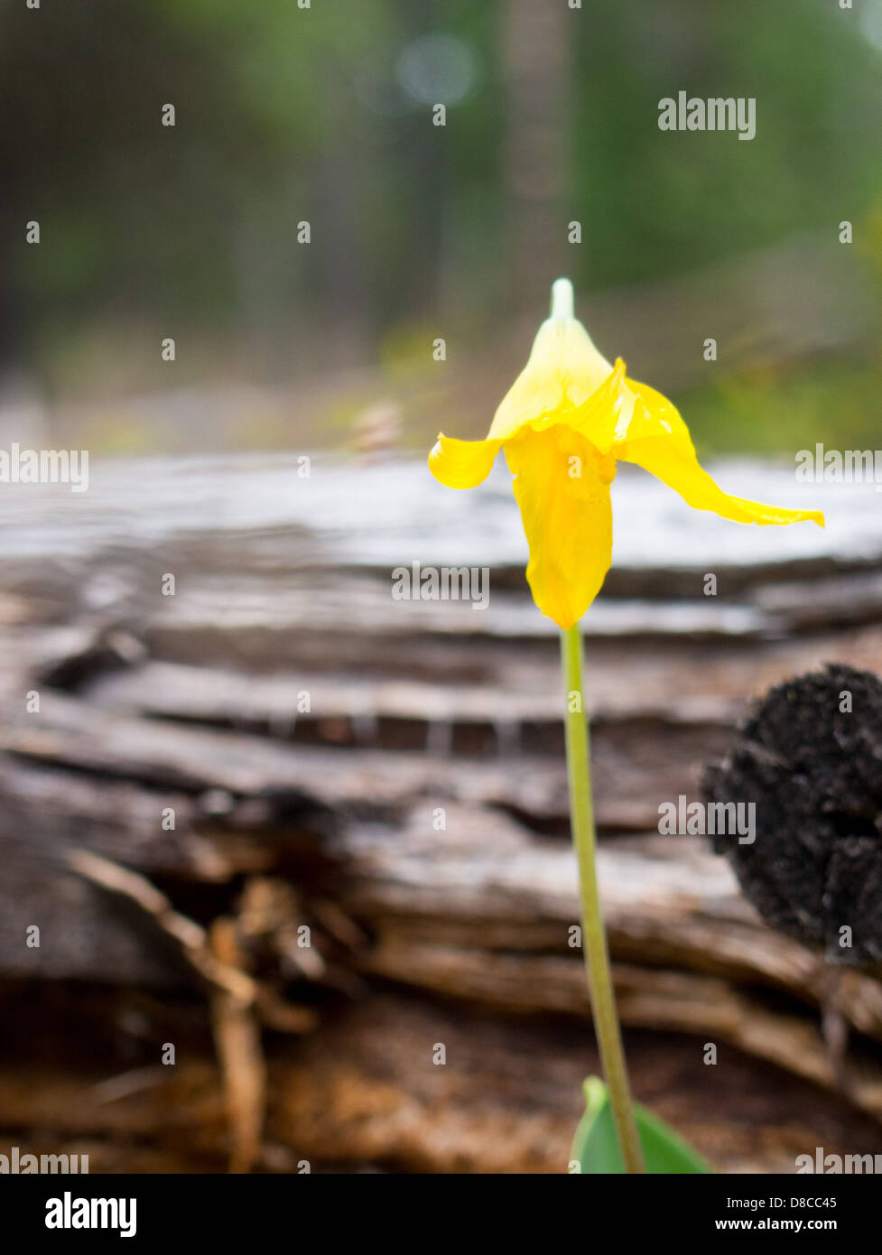 Yellow flower in the forest with fallen tree background Stock Photo - Alamy