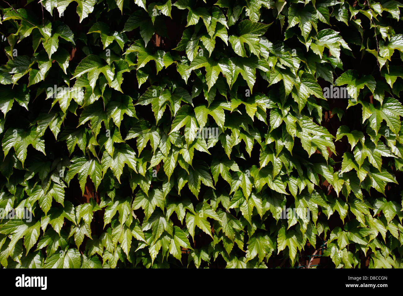 Creeper fence hi-res stock photography and images - Alamy