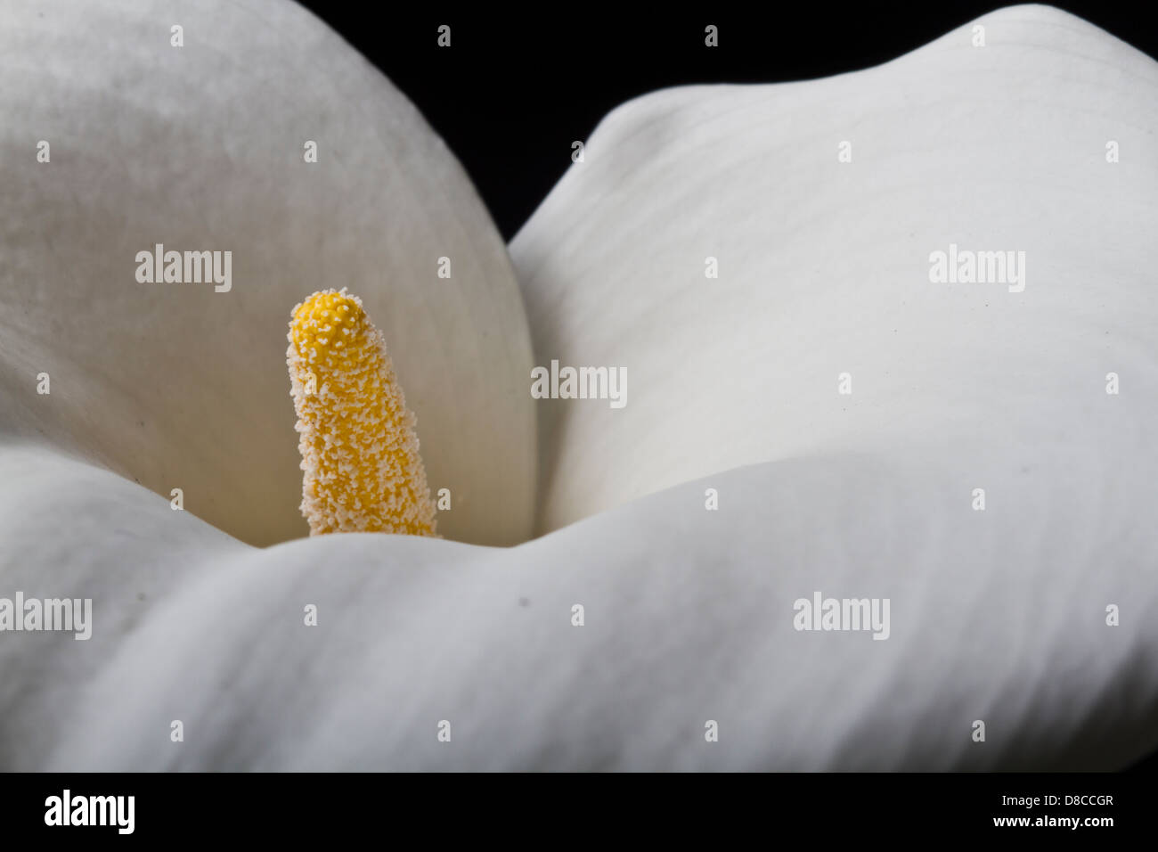 Single flower calla lily hi-res stock photography and images - Alamy
