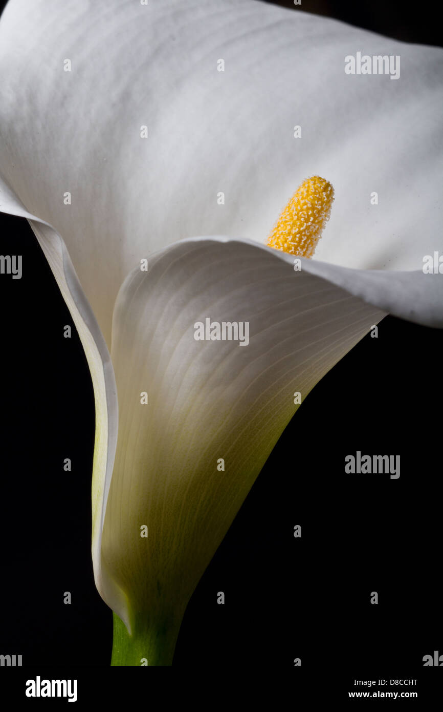 Single flower calla lily hi-res stock photography and images - Alamy