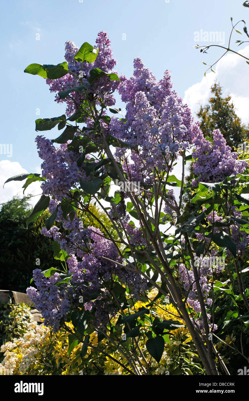 Lilac (syringa) tree, flowering in Spring Stock Photo - Alamy