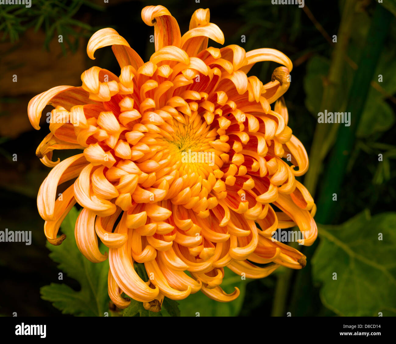 Marigold flower hi-res stock photography and images - Alamy