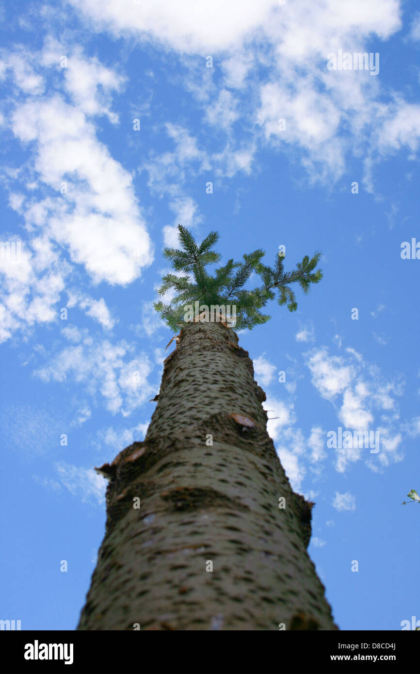 Born tree hi-res stock photography and images - Alamy